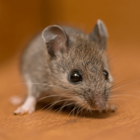 Pest Control in Wethersfield, CT | Advanced Pest Control, Inc.